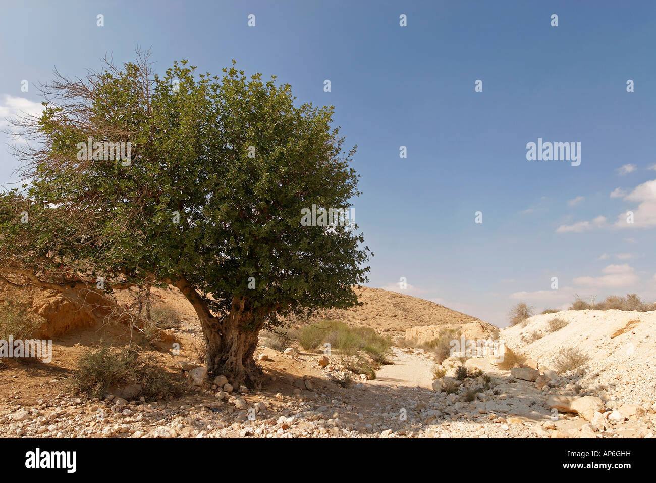 Carob tree israel hi-res stock photography and images - Alamy