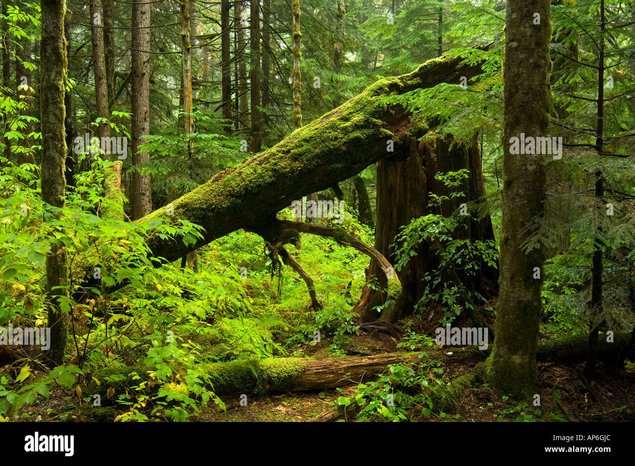 Washington, King County, Deception Falls, Large fallen tree in forest ...