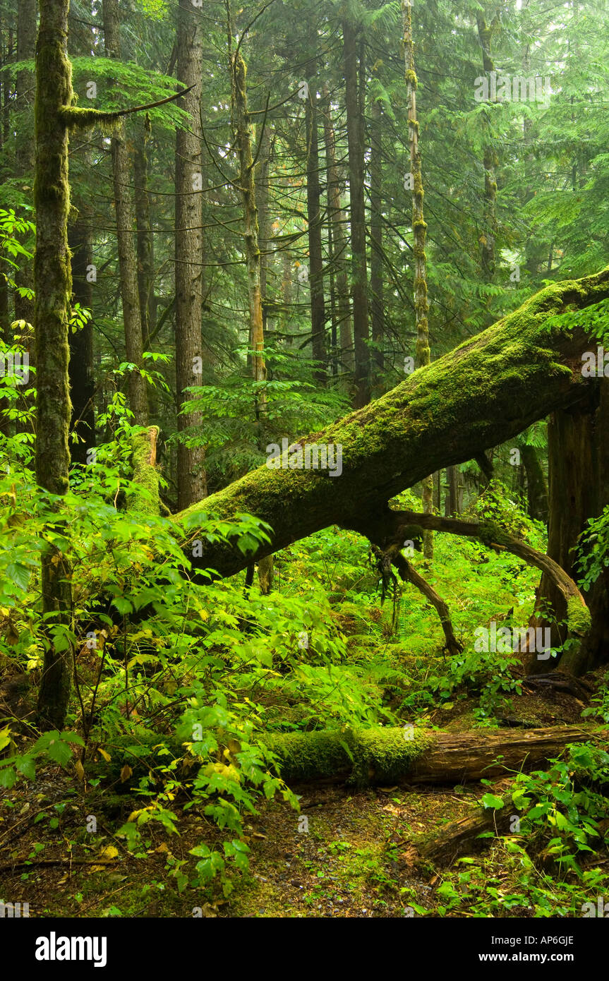 Washington, King County, Deception Falls, Large fallen tree in forest ...