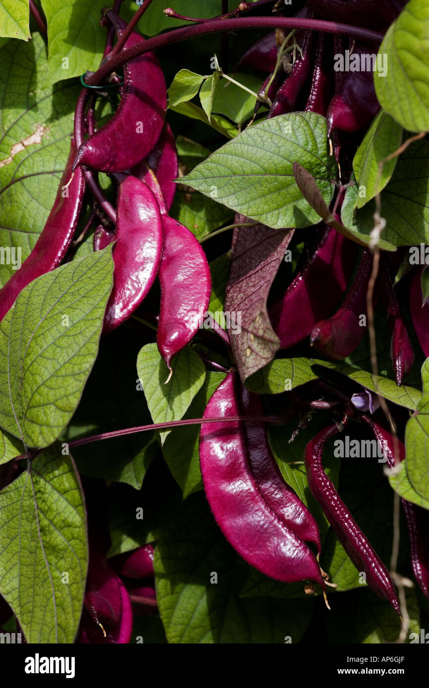 Lablab bean flower dolichos lablab hi-res stock photography and images ...