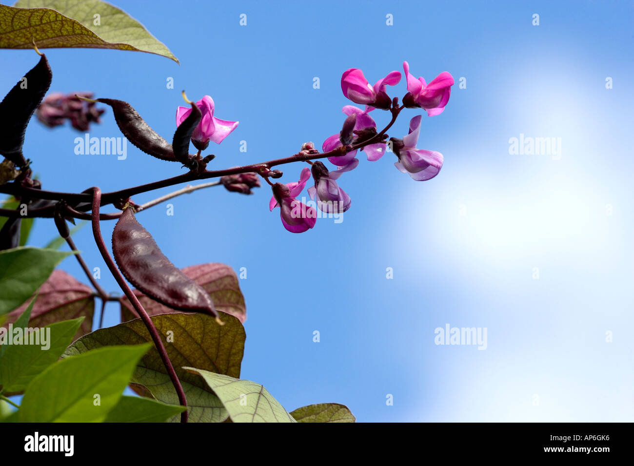 Lablab bean flower dolichos lablab hi-res stock photography and images ...