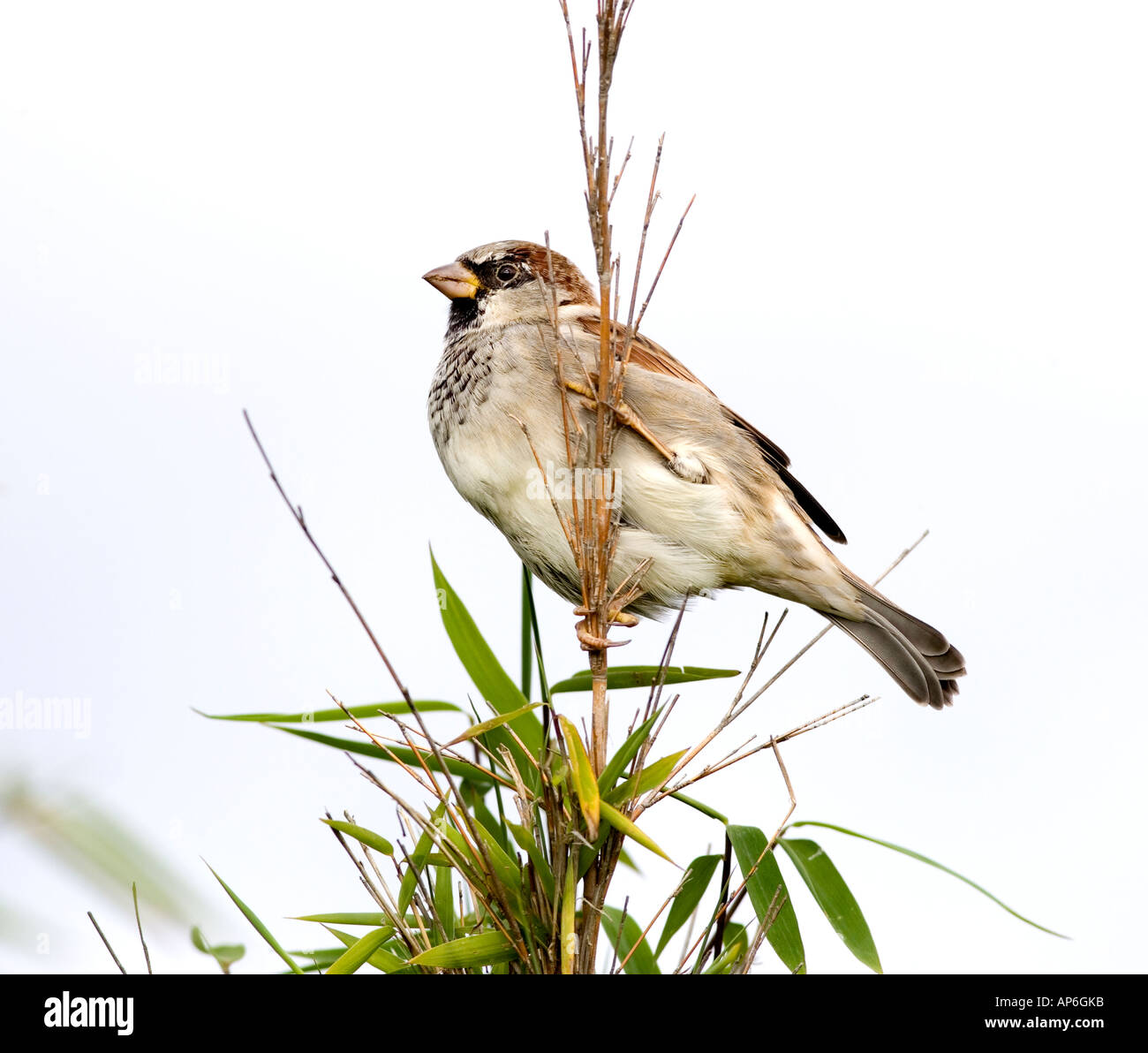 Sparrow town hi-res stock photography and images - Alamy