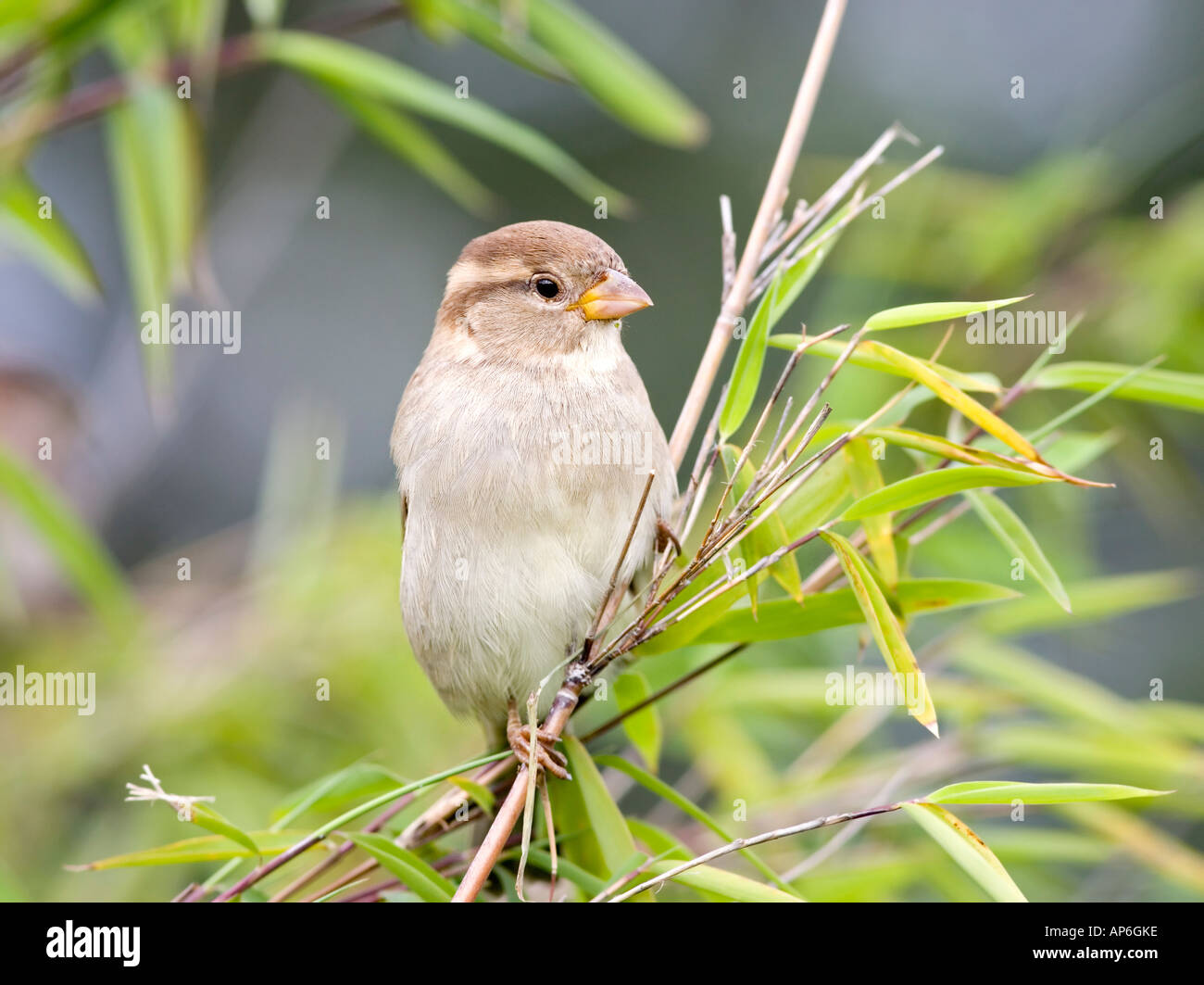 House sparrow english sparrow hi-res stock photography and images - Alamy