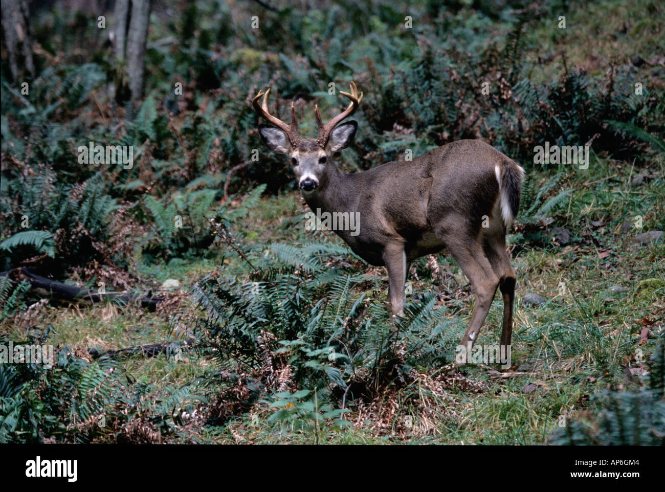Western washington deer hi-res stock photography and images - Alamy