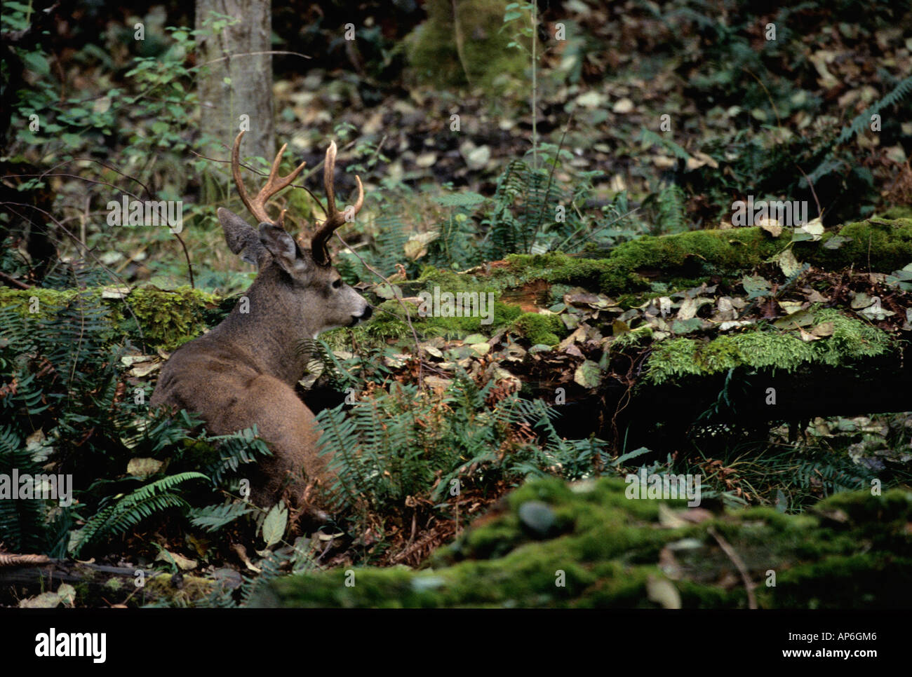 USA, Washington, Black-tailed Buck Stock Photo - Alamy