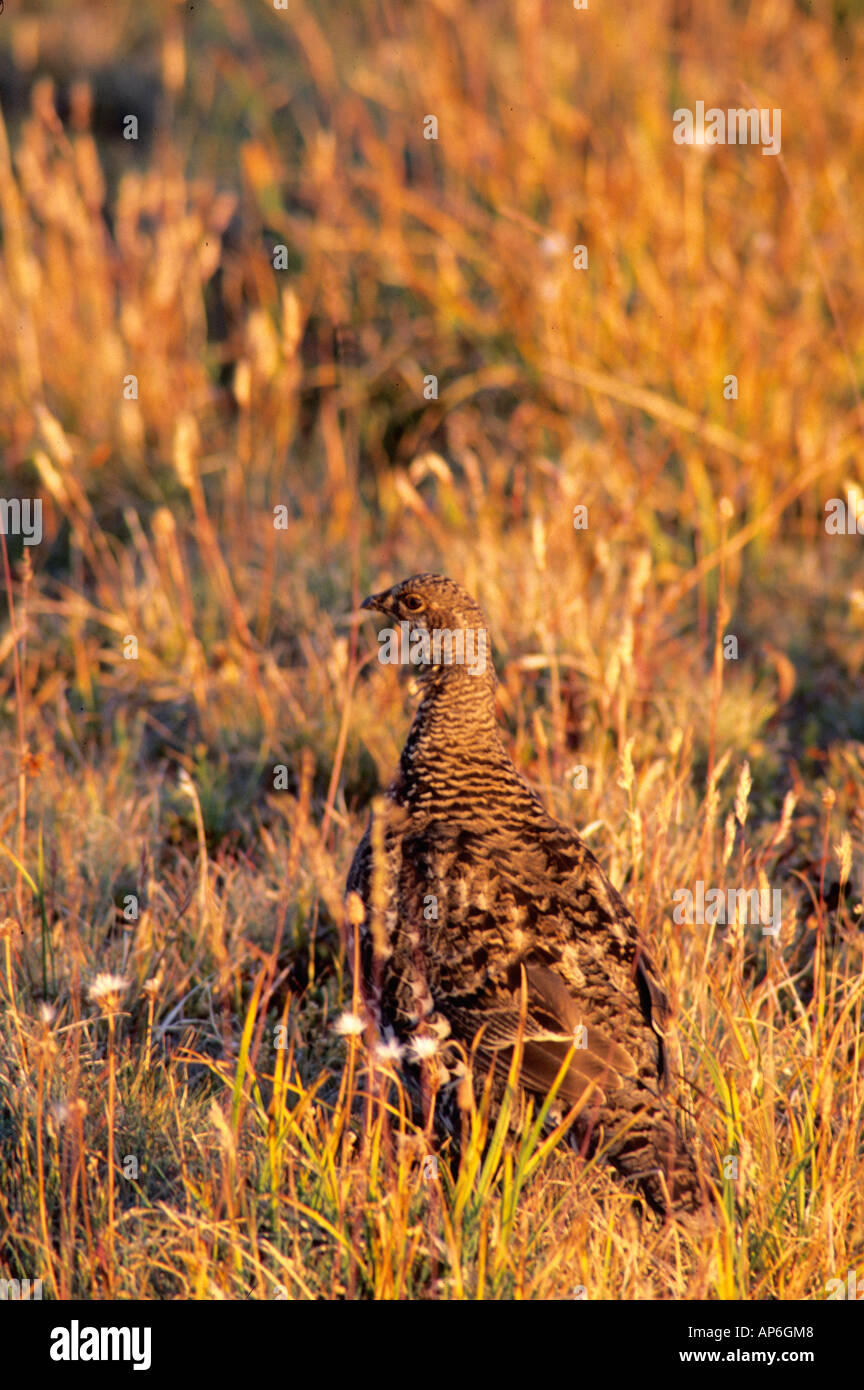 USA, Washington, Blue Grouse Stock Photo - Alamy