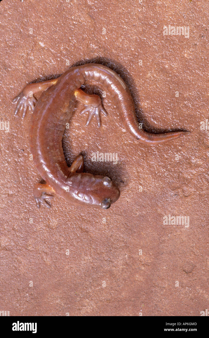 Ensatina salamander hi-res stock photography and images - Alamy