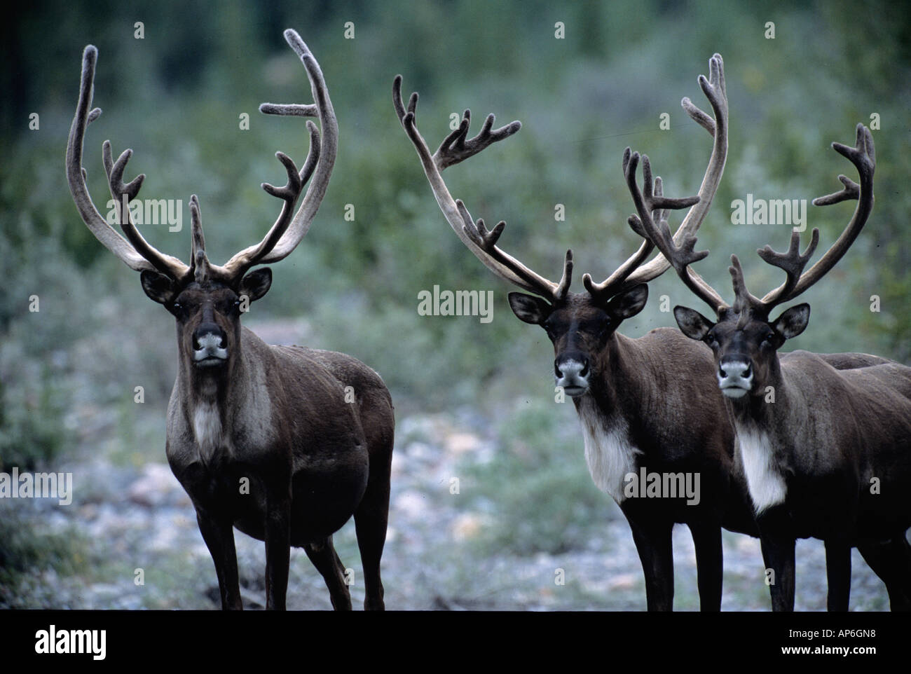 Mt baring hi-res stock photography and images - Alamy
