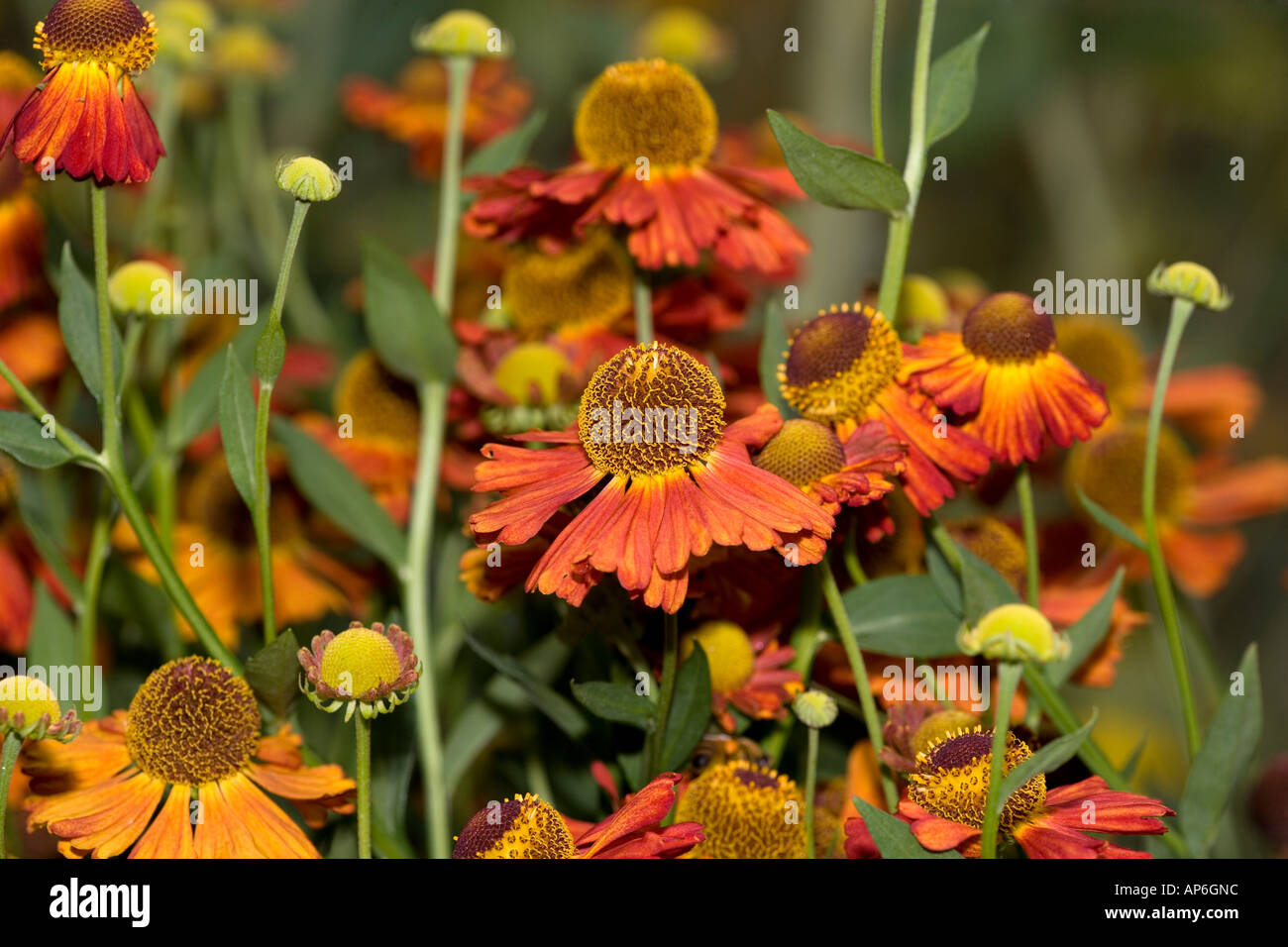 Helenium autumnale hi-res stock photography and images - Alamy