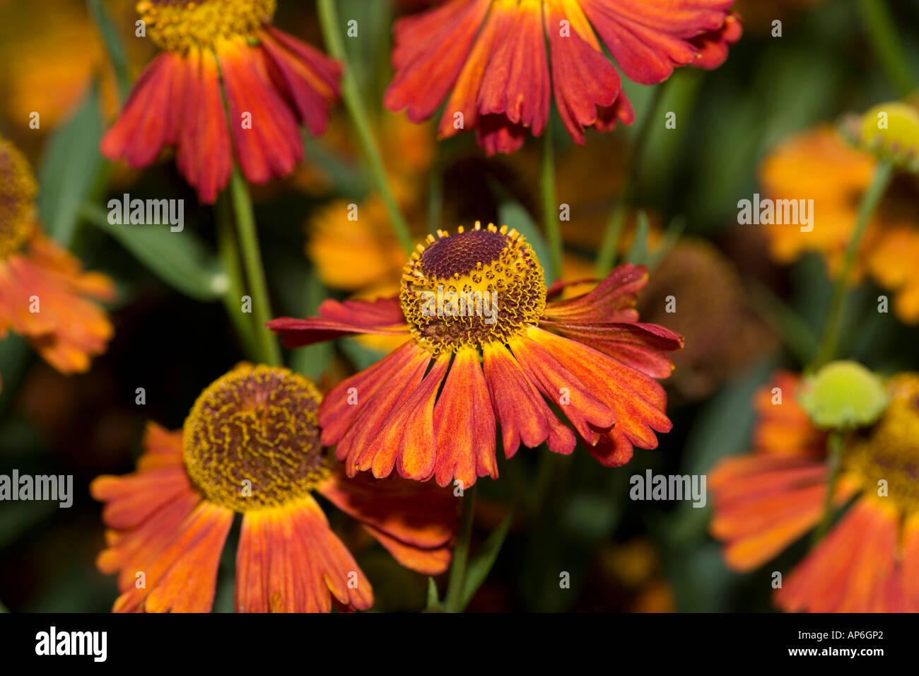 Helenium autumnale sneezeweed hi-res stock photography and images - Alamy