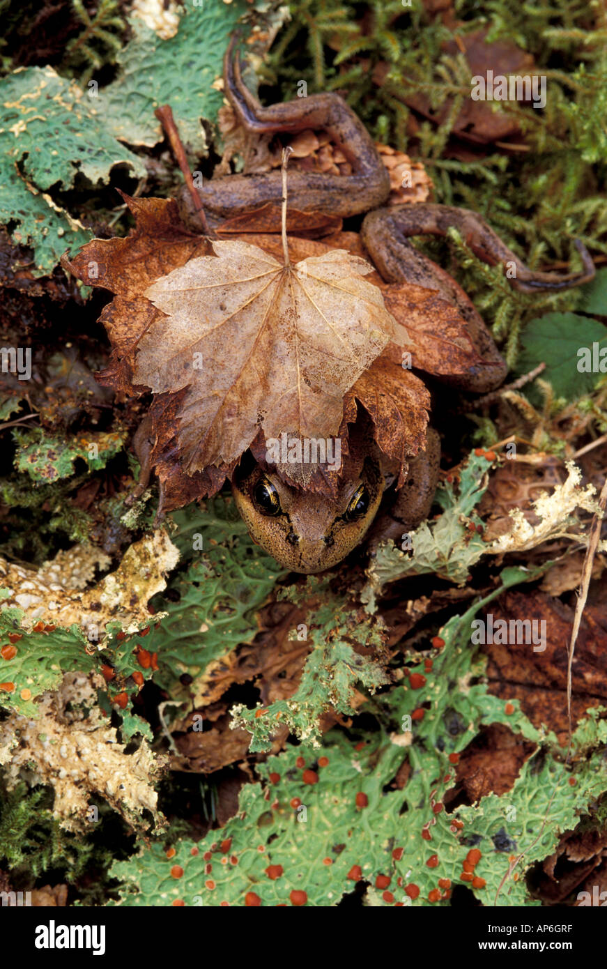 Frog red legged olympic national park hi-res stock photography and ...