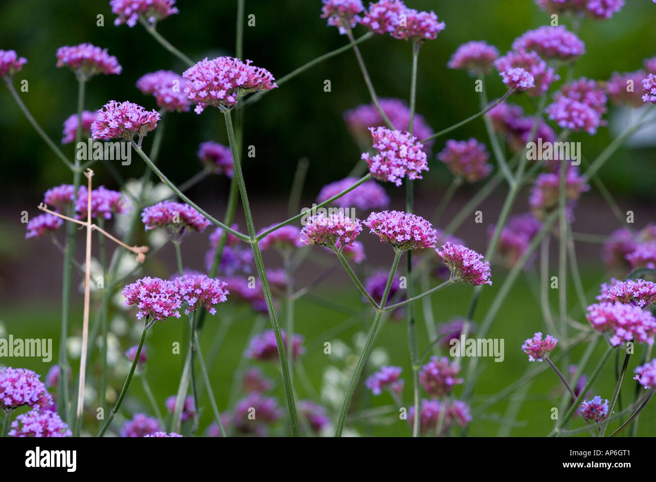 Purpletop Vervian (Verbena bonariensis Stock Photo - Alamy