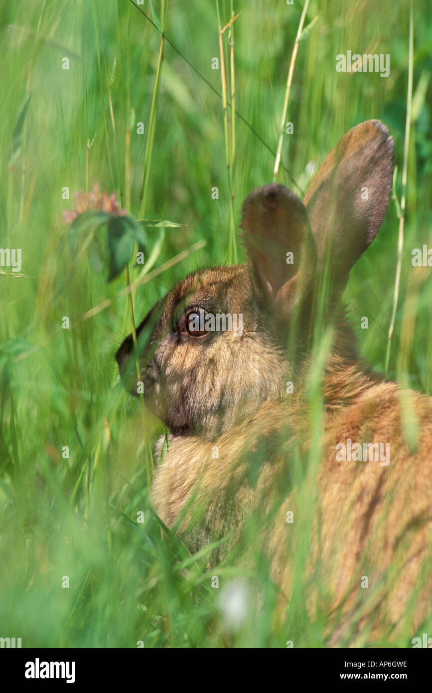 North America, USA, Washington State, Olympic National Park. Varing ...