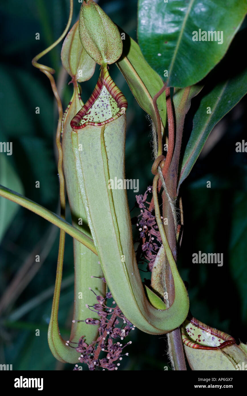 Nepenthes rafflesiana hi-res stock photography and images - Alamy