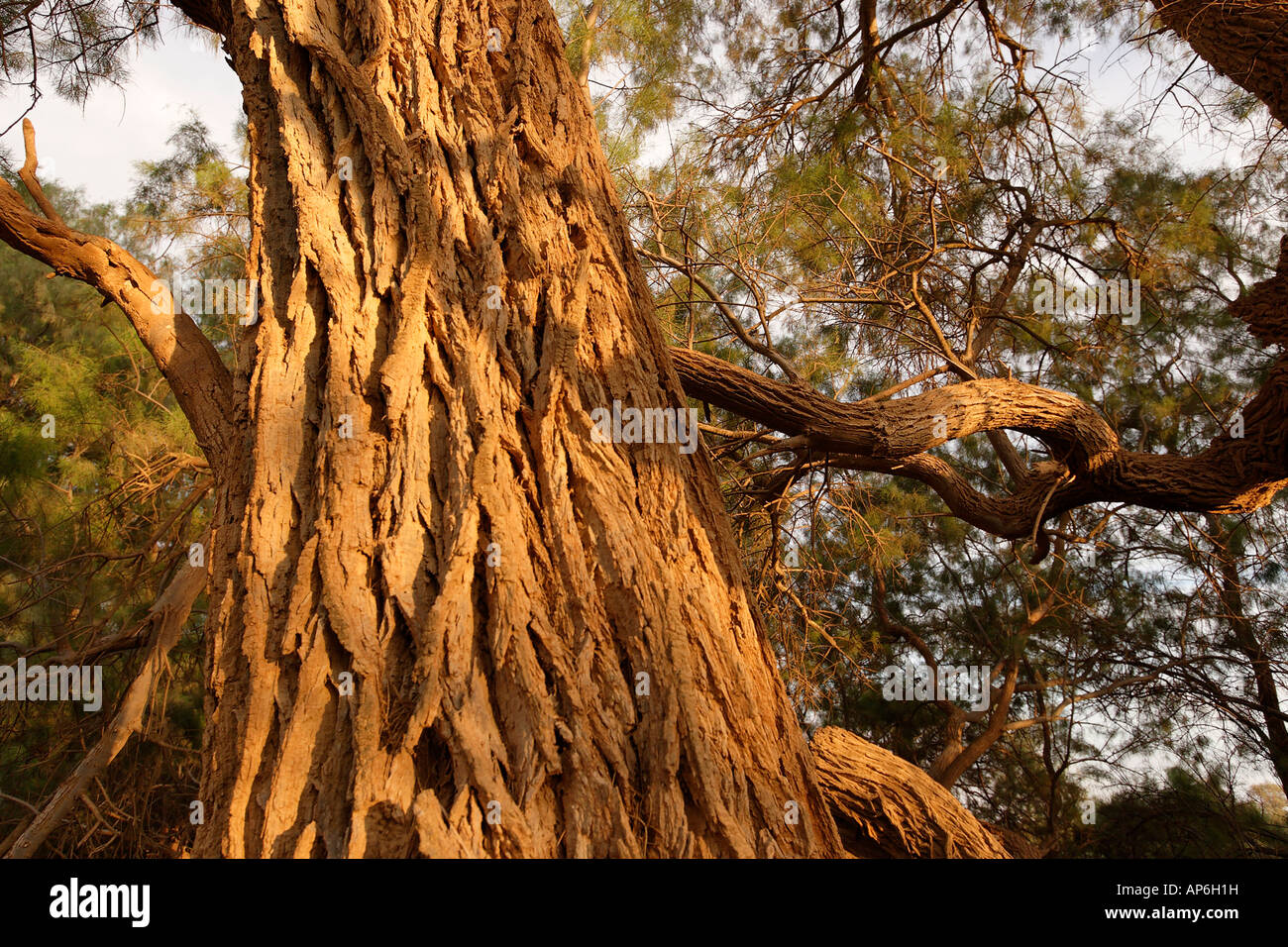 Israel the Negev desert Tamarisk trees Tamarix Aphylla in Wadi Besor ...