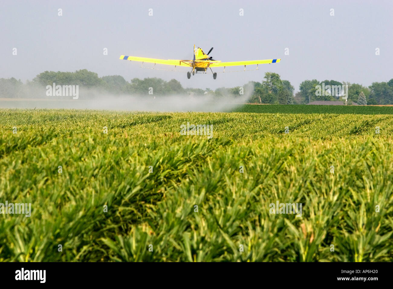 A crop duster spraying a corn field with insecticide west of Danville ...