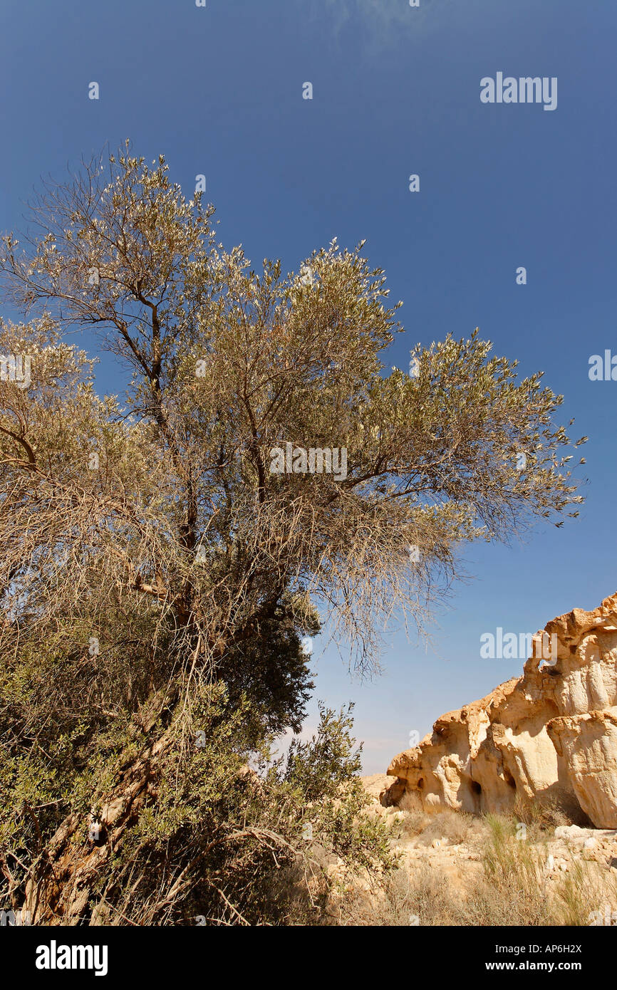 Israel ancient Olive tree in the Negev desert Stock Photo - Alamy