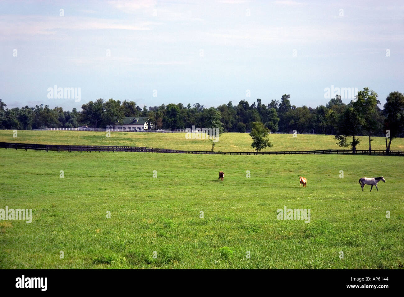 Lexington kentucky bluegrass hi-res stock photography and images - Alamy
