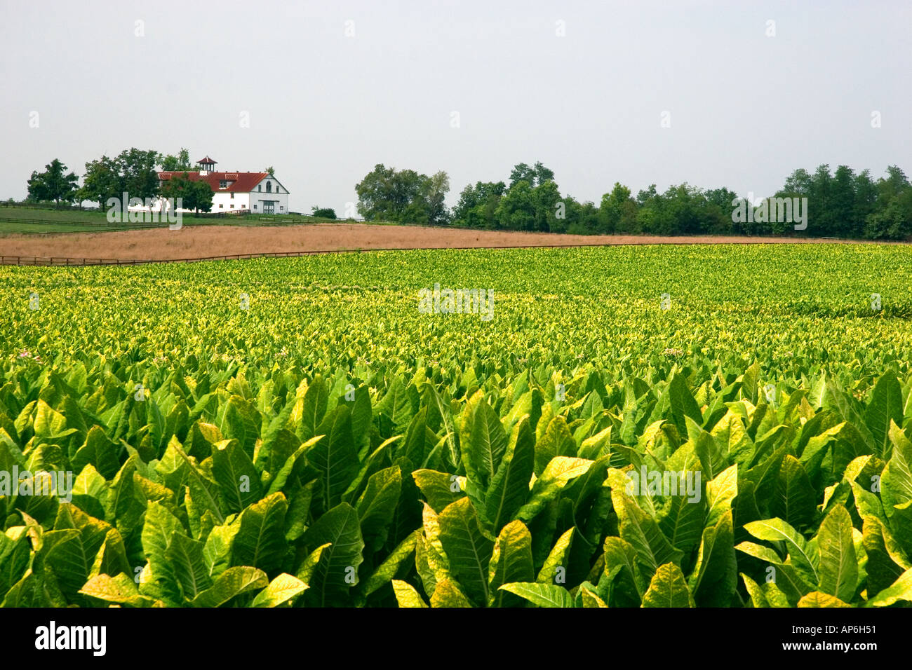 Kentucky agriculture tobacco hi-res stock photography and images - Alamy
