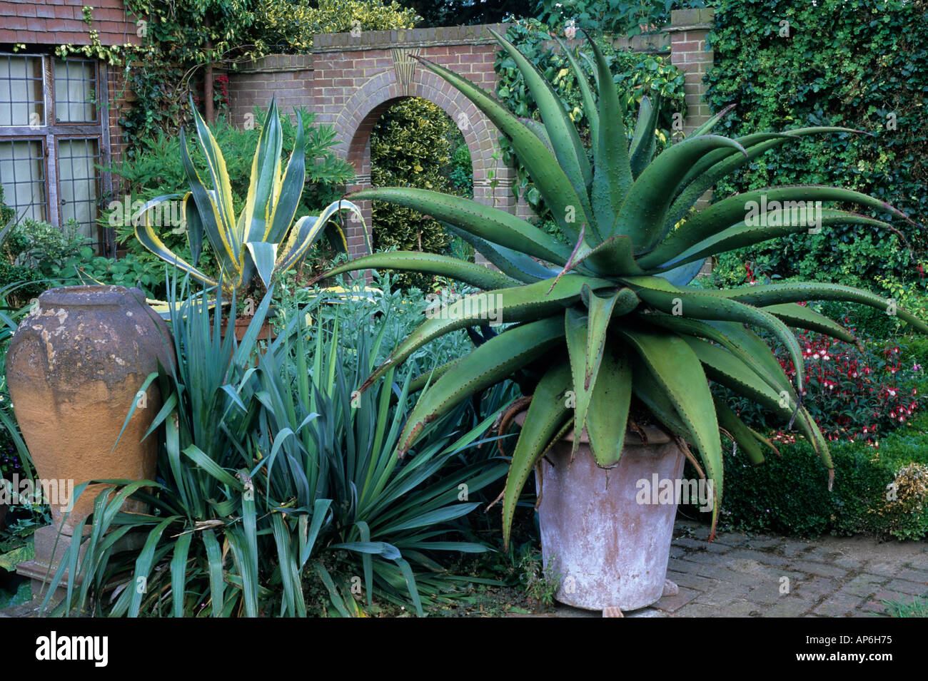 Agave in containers hi-res stock photography and images - Alamy