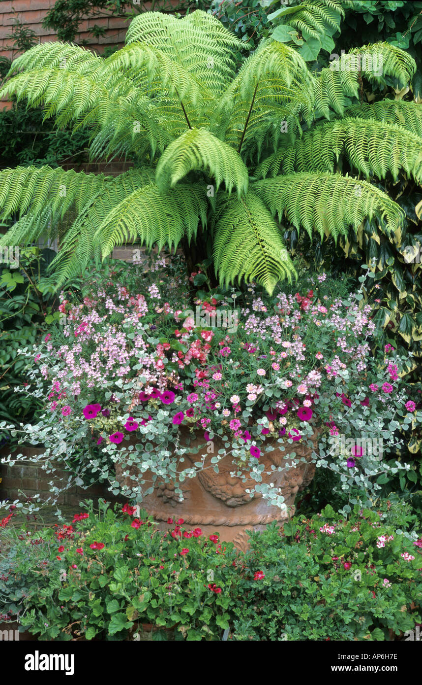 Tree Fern, Container, underplanted, East Ruston Stock Photo - Alamy