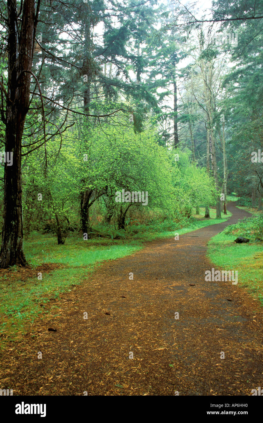 North America, USA, Washington State, Seattle. Trees with pathway at ...