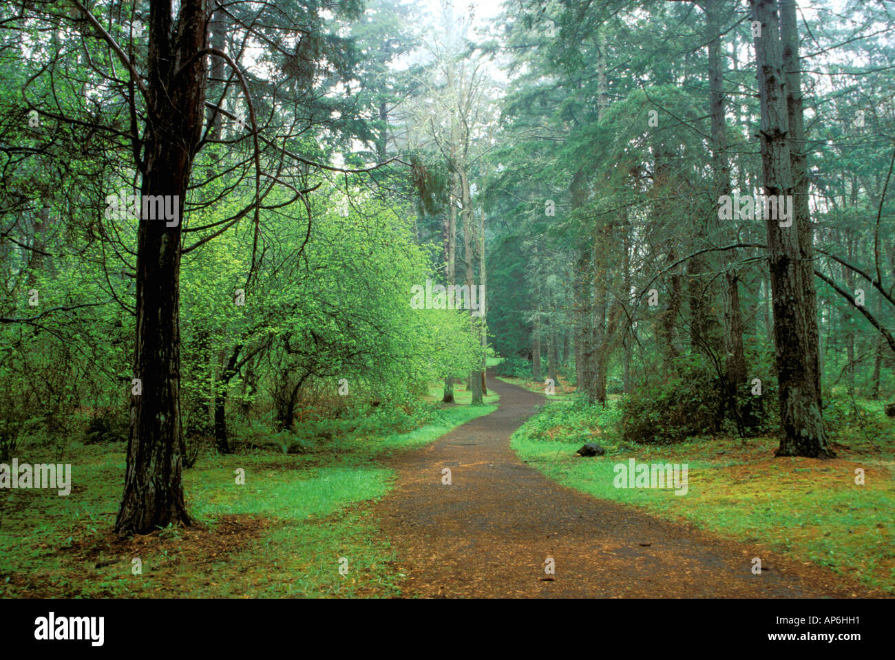 North America, USA, Washington State, Seattle. Trees with pathway at ...