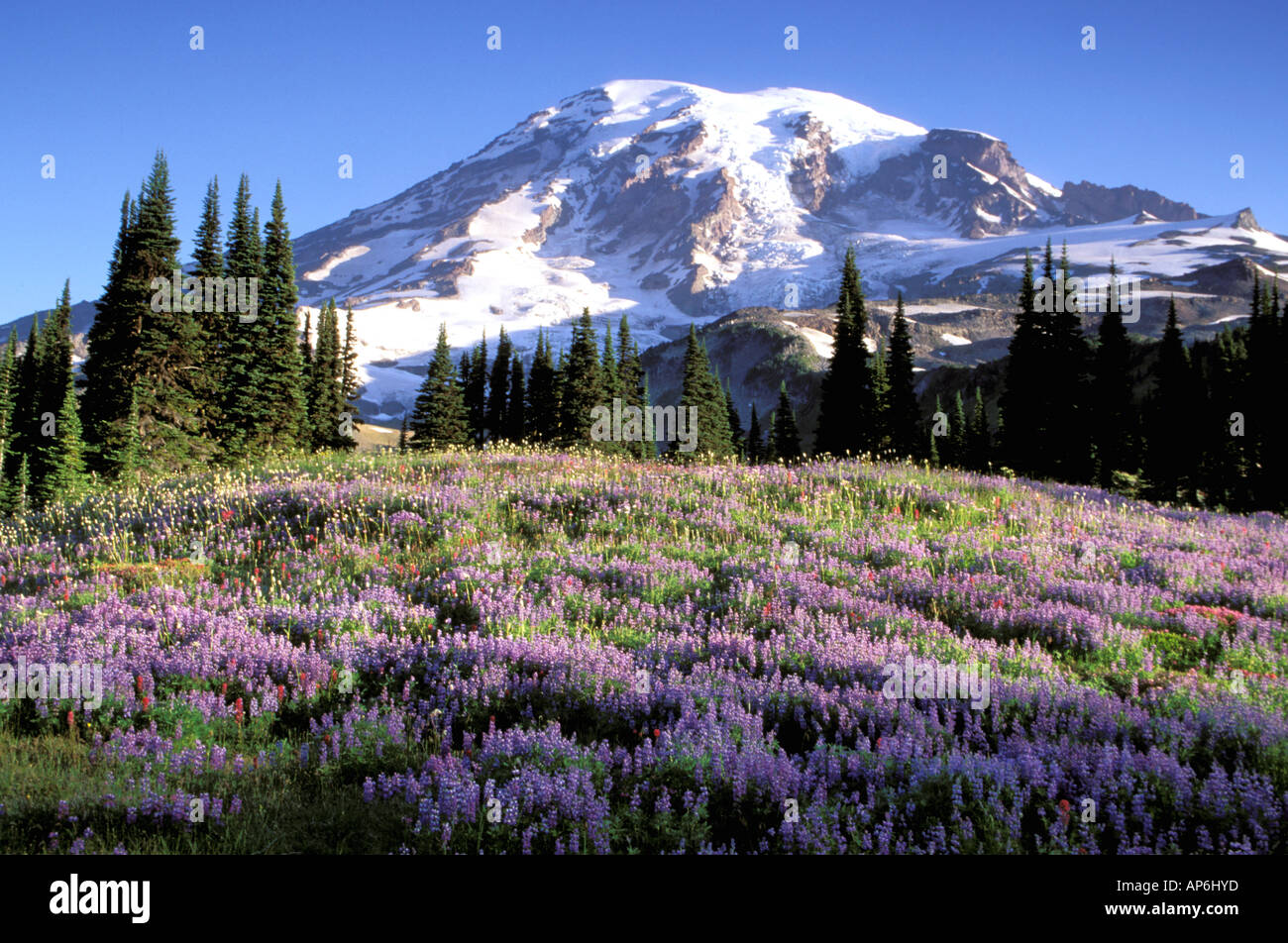 North America, USA, Washington State, Mount Rainier National Park ...