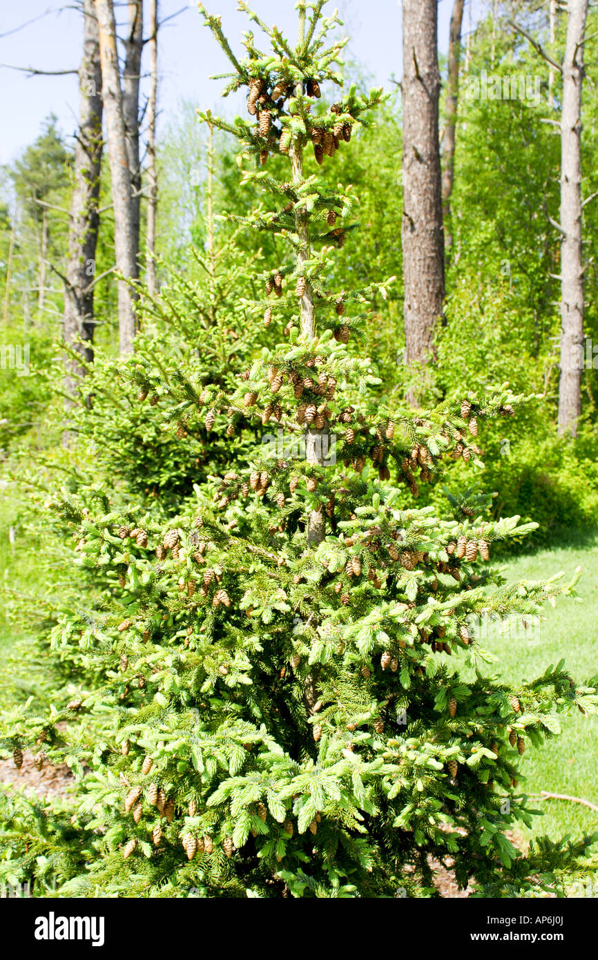 Pine cones hanging from a Spruce tree Picea Abies Stock Photo - Alamy
