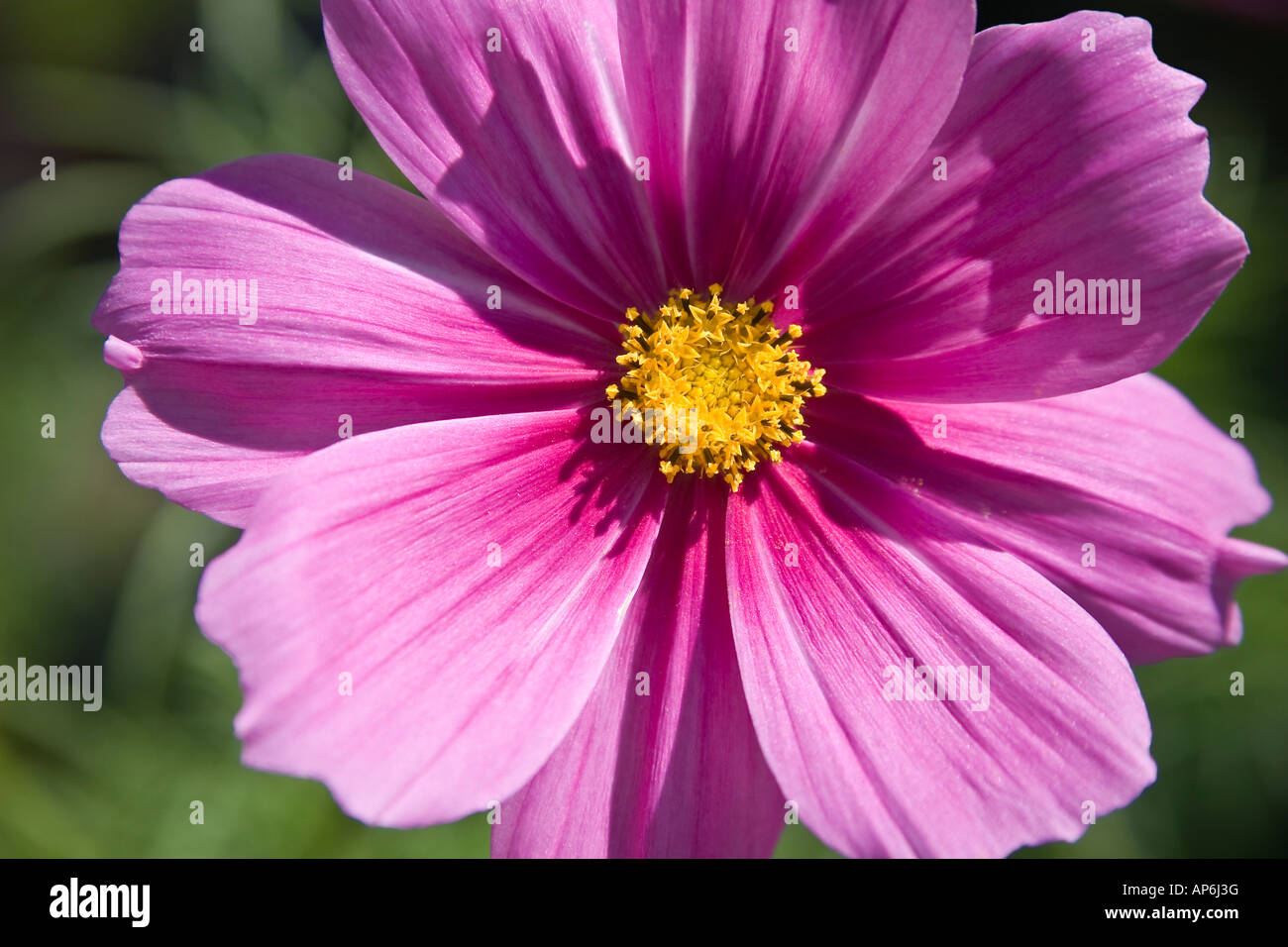 Single pink Cosmos flower in bloom Stock Photo - Alamy