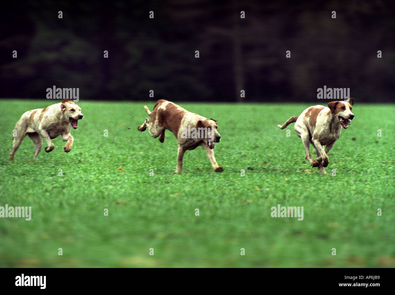 Growling fox hi-res stock photography and images - Alamy