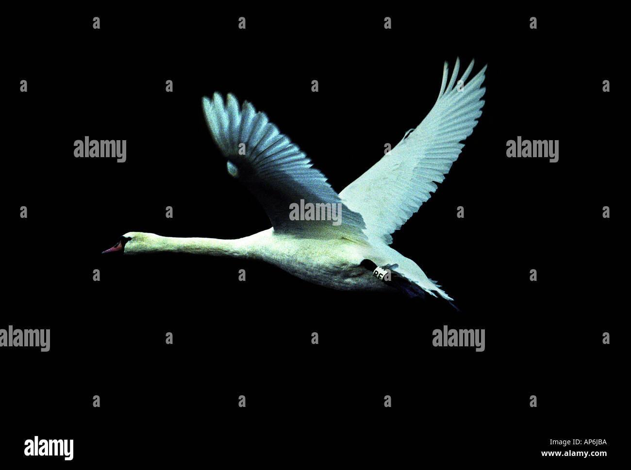 Bird wildfowl swan flight migration hi-res stock photography and images ...