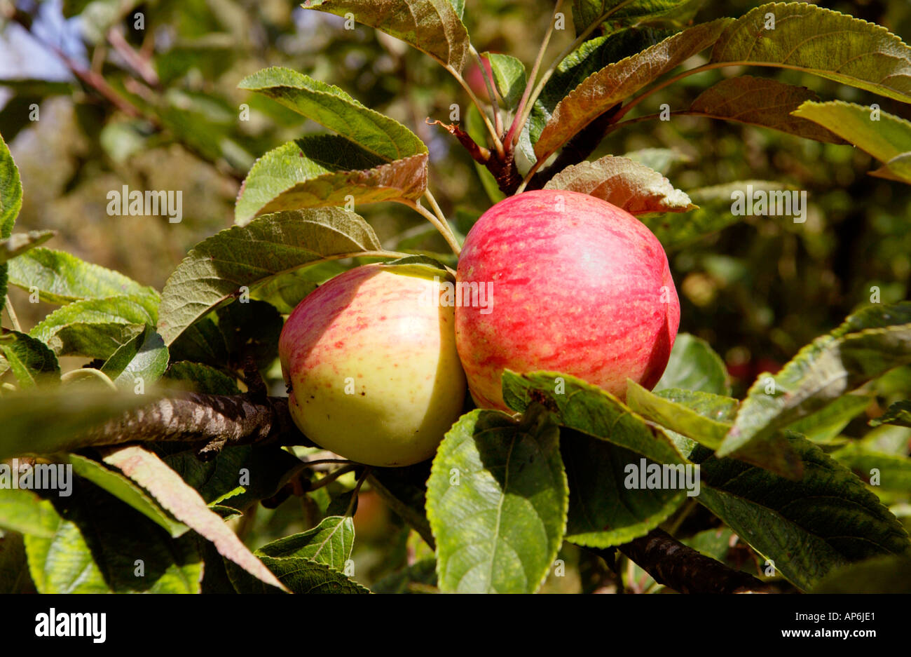 Rosey red apples growing in orchard at Glastonbury Somerset England UK ...
