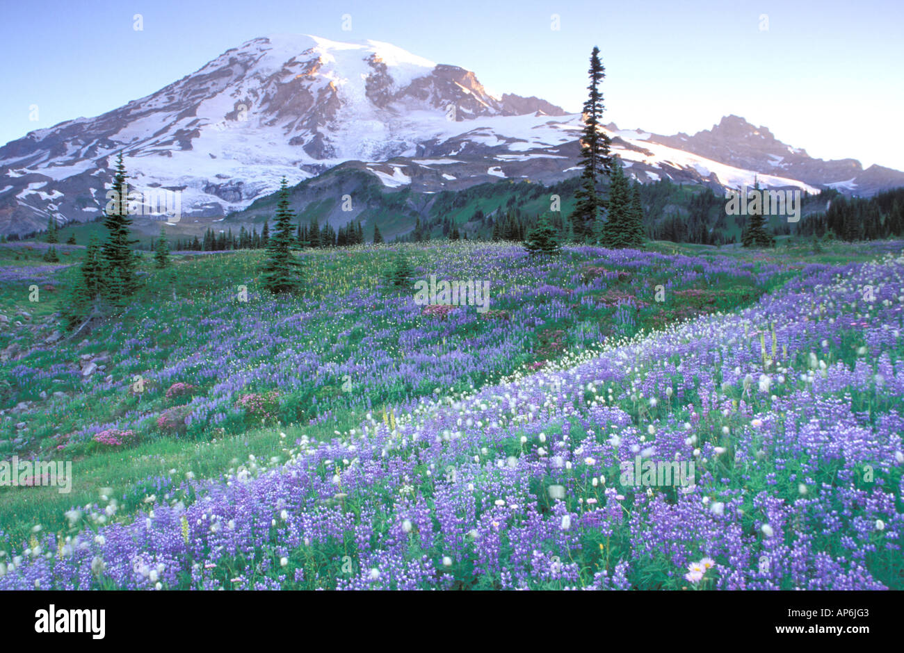 North America, USA, Washington State, Mount Rainier National Park ...