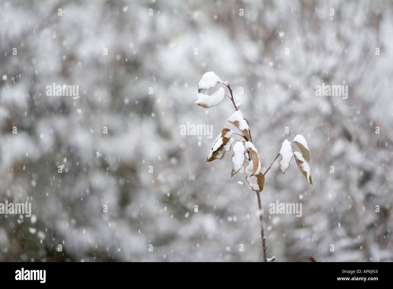 Thick falling snowstorm heavy snow hi-res stock photography and images ...