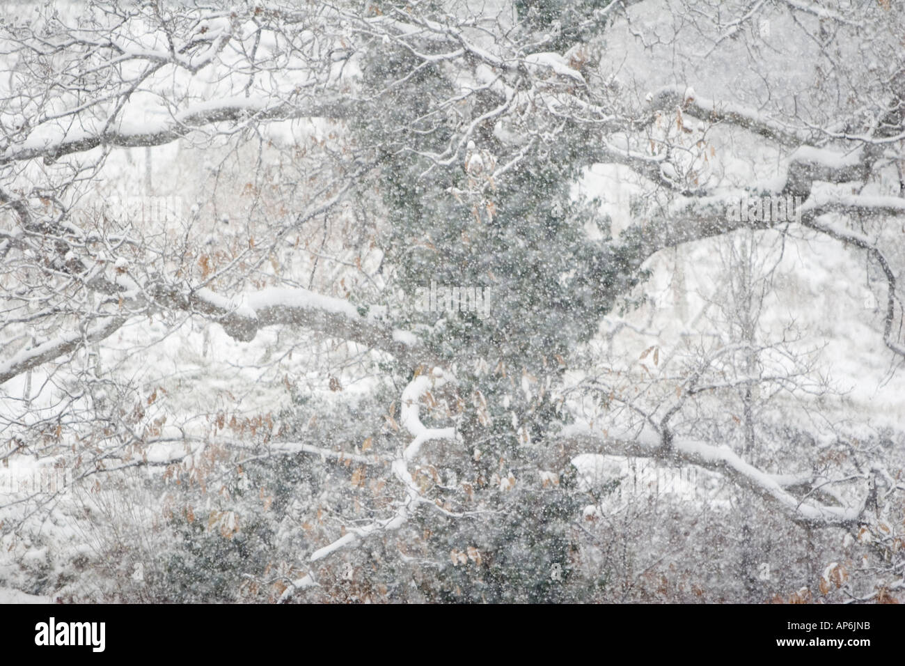 Thick falling snowstorm heavy snow hi-res stock photography and images ...