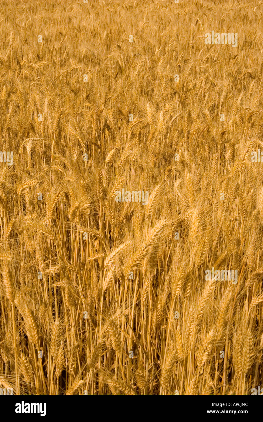 USA, Washington, Skagit County, Fall wheat fields Stock Photo - Alamy