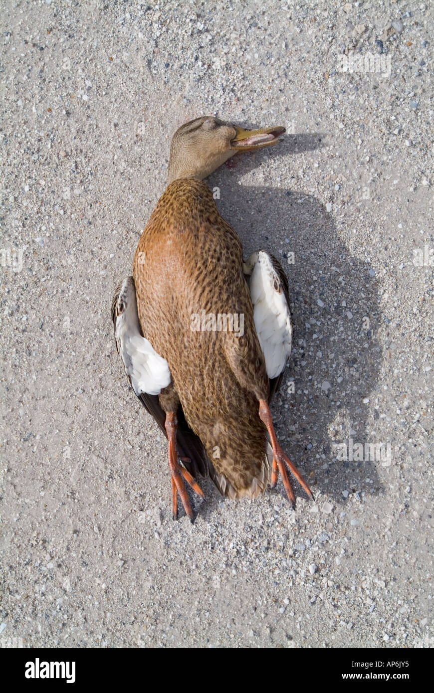 Dead duck hi-res stock photography and images - Alamy