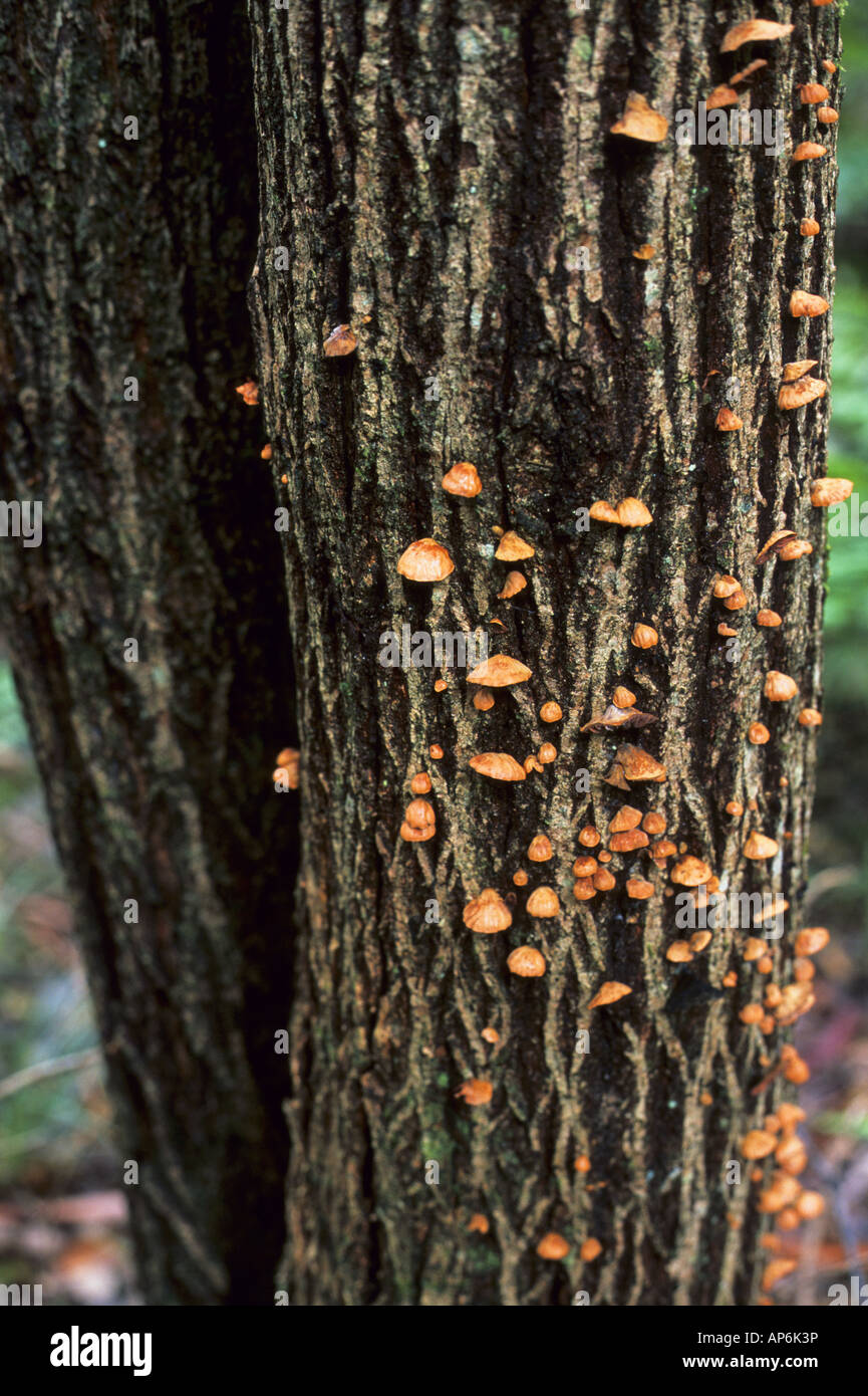 Fungi growing on a tree in a rainforest Royal National Park Australia ...