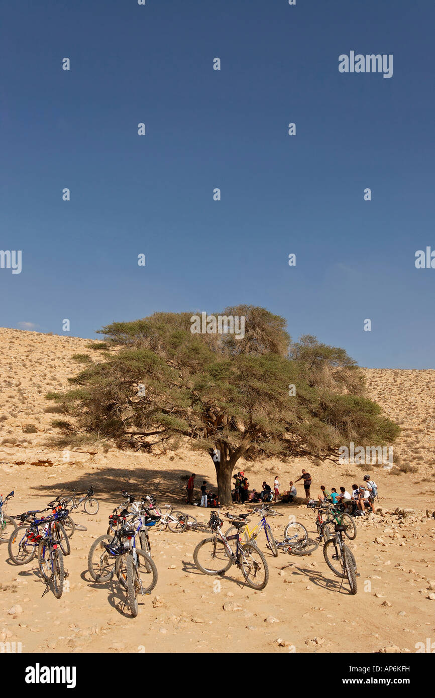 Israel Acacia tree in the Negev desert Stock Photo - Alamy