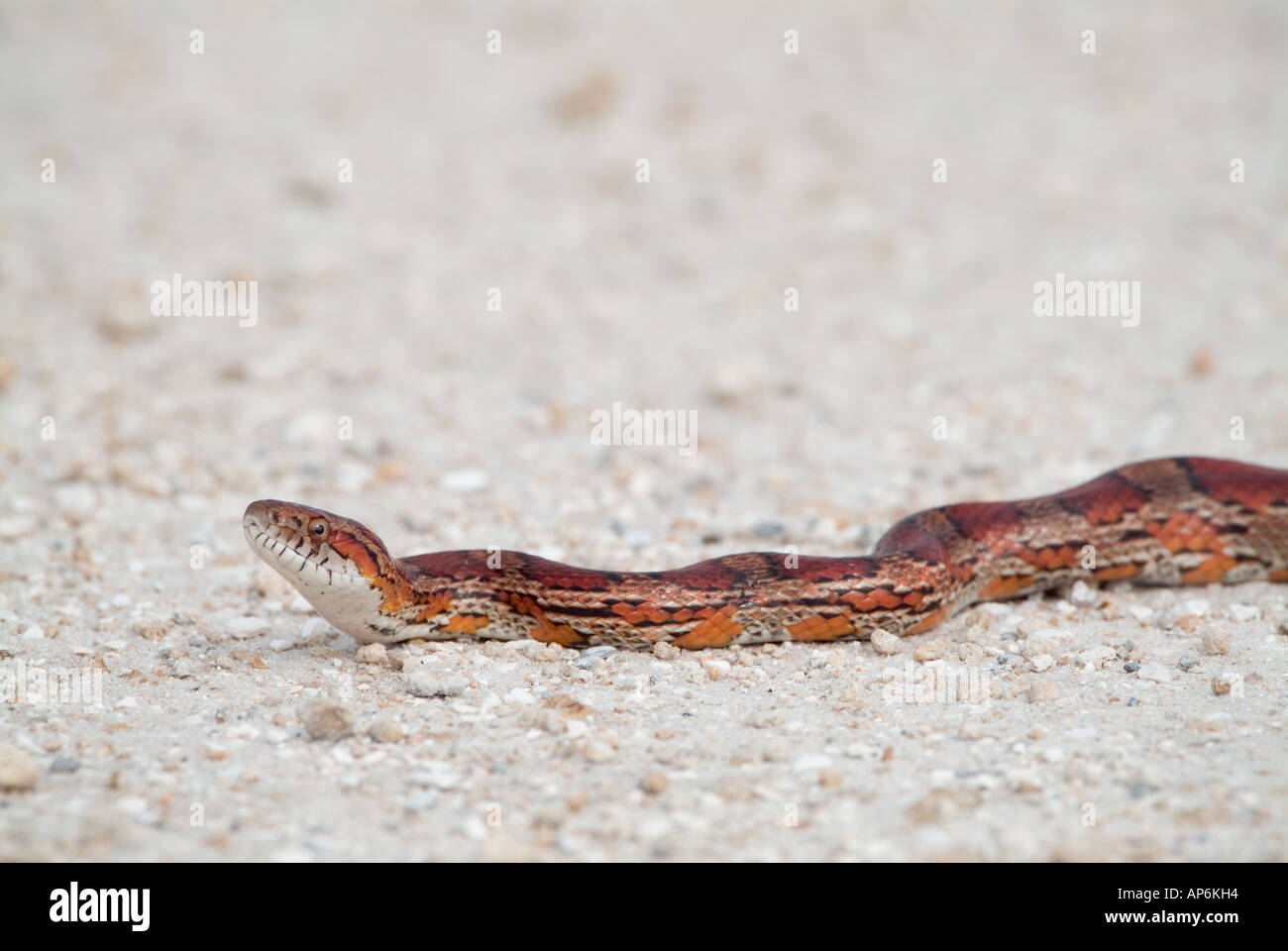 reptile corn snake Elaphe guttata colubrid snake family Stock Photo - Alamy