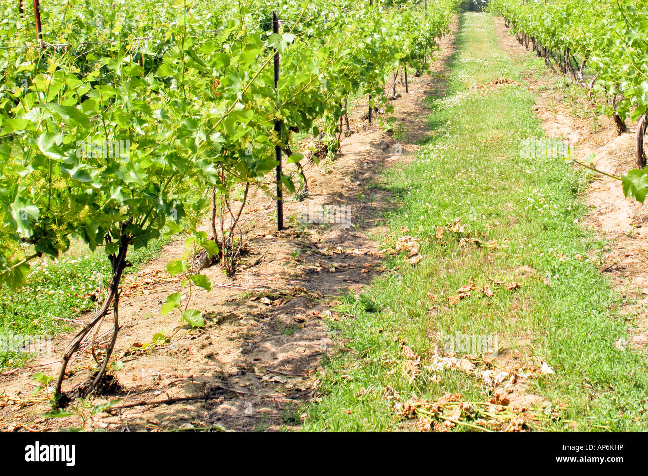 Grapevines on the Tabor Hill Vineyard Estate in SW Michigan MI Stock ...