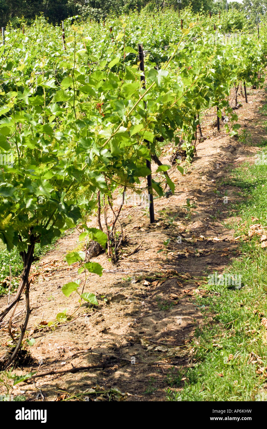 Grapevines on the Tabor Hill Vineyard Estate in SW Michigan MI Stock ...