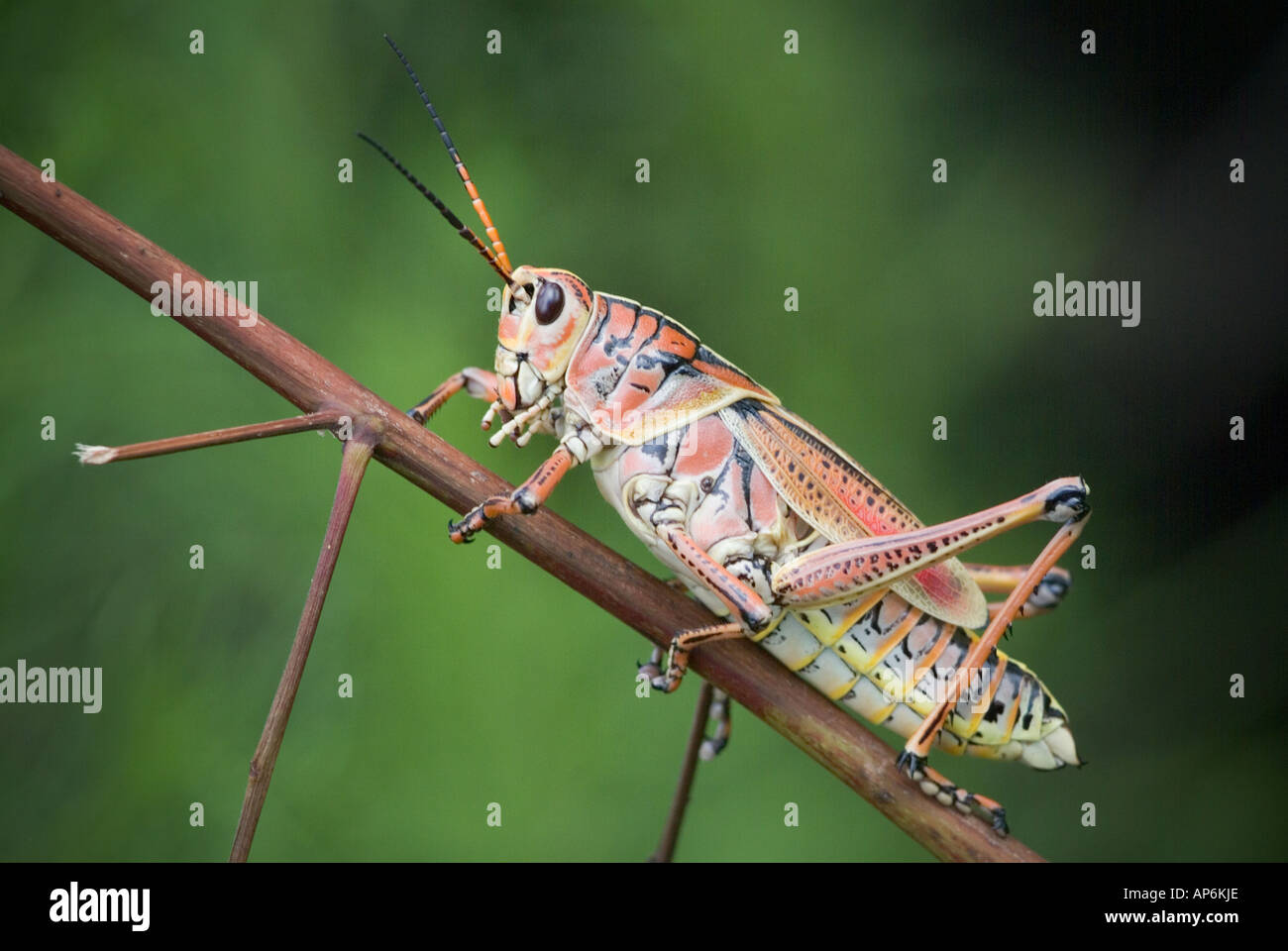 Southeastern lubber grasshopper insects bugs garden pests Stock Photo ...