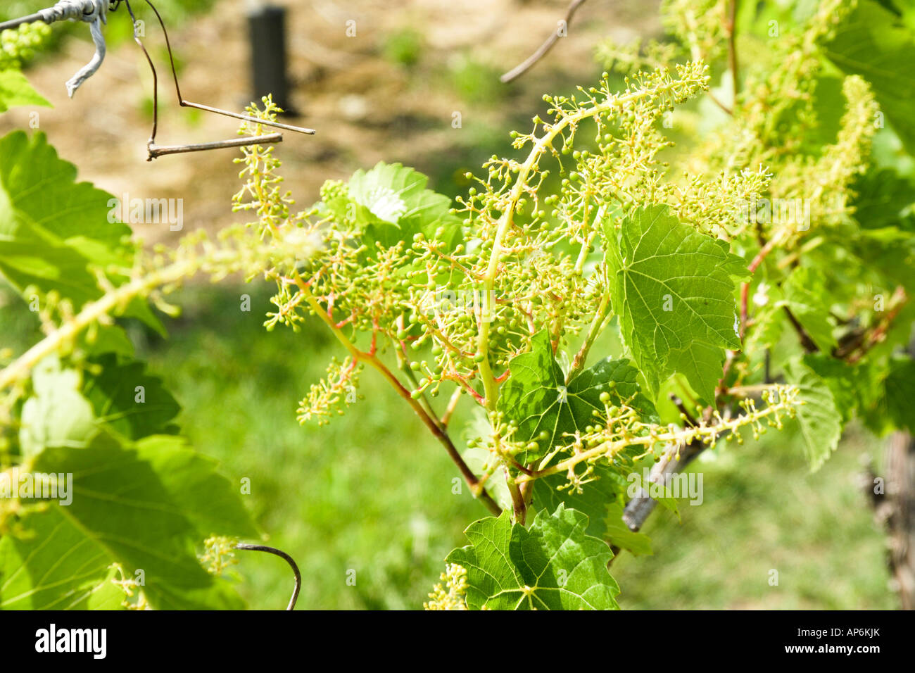 Grapevines on the Tabor Hill Vineyard Estate in SW Michigan MI Stock ...