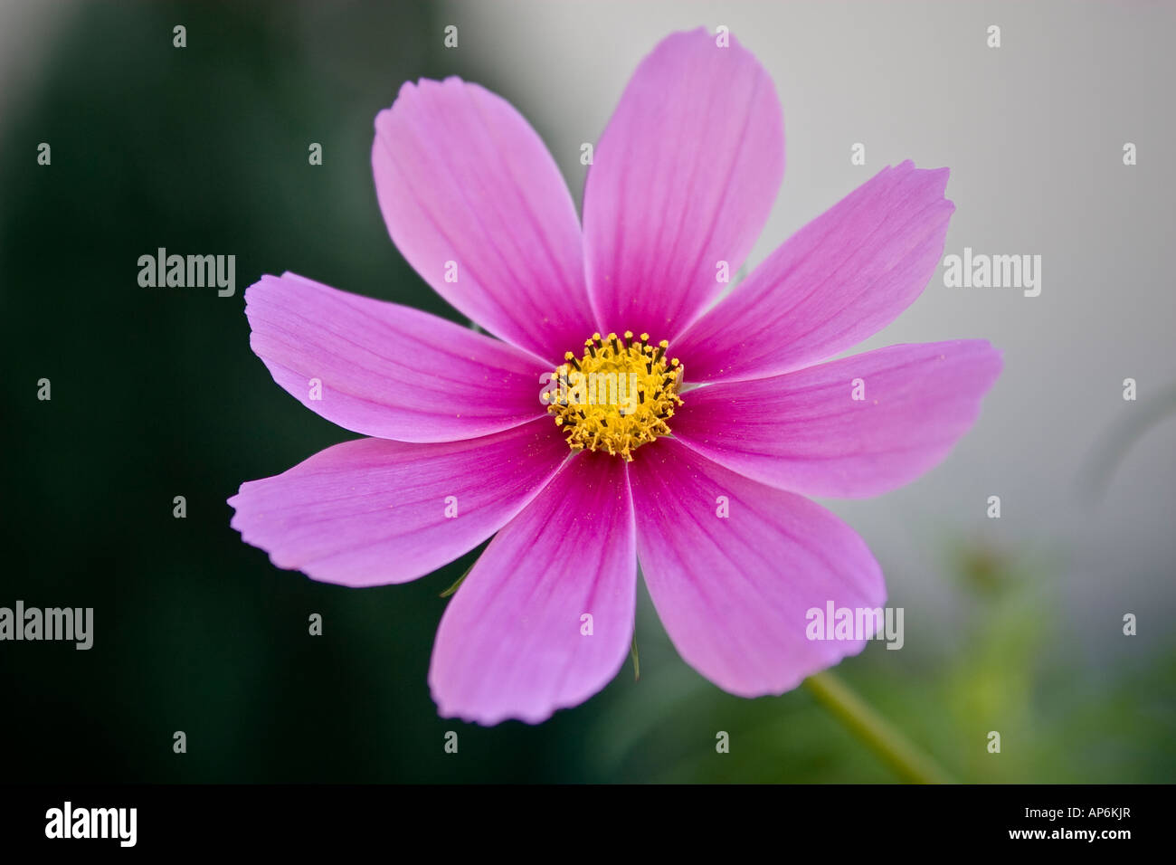 Single pink Cosmos flower in bloom Stock Photo - Alamy