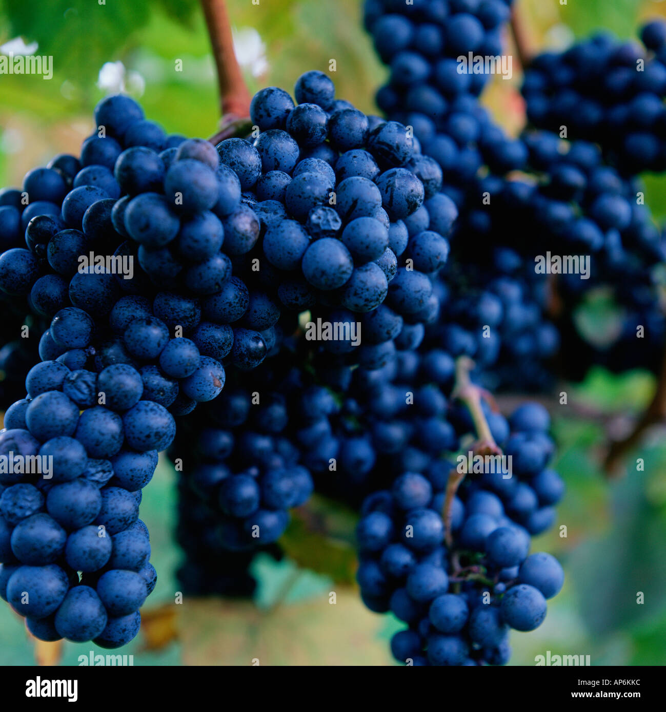 From underwood hi-res stock photography and images - Alamy