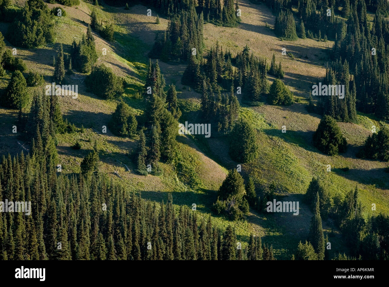 thinning forest near the tree line Stock Photo - Alamy