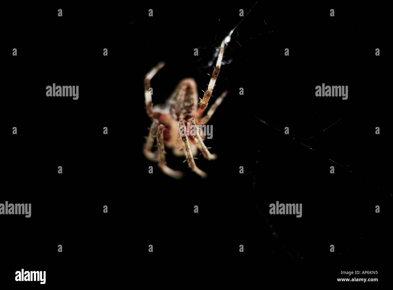 spider on web bugs Stock Photo - Alamy
