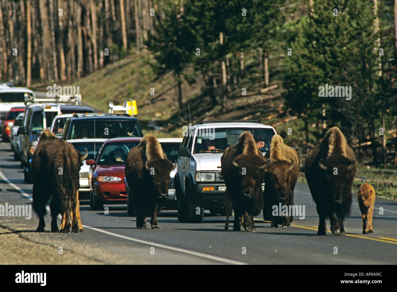 Buffalo Jam at Yellowstone National Park Stock Photo - Alamy